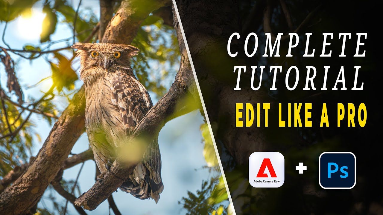 Bird Photography Editing in Photoshop & Camera Raw | Full Workflow ...