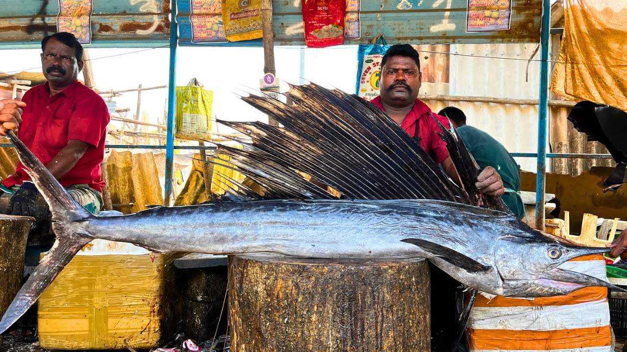 32KG INDO PACIFIC SAILFISH CUTTING BY SPEED SELVAM CUTTING FOCUS - YouTube