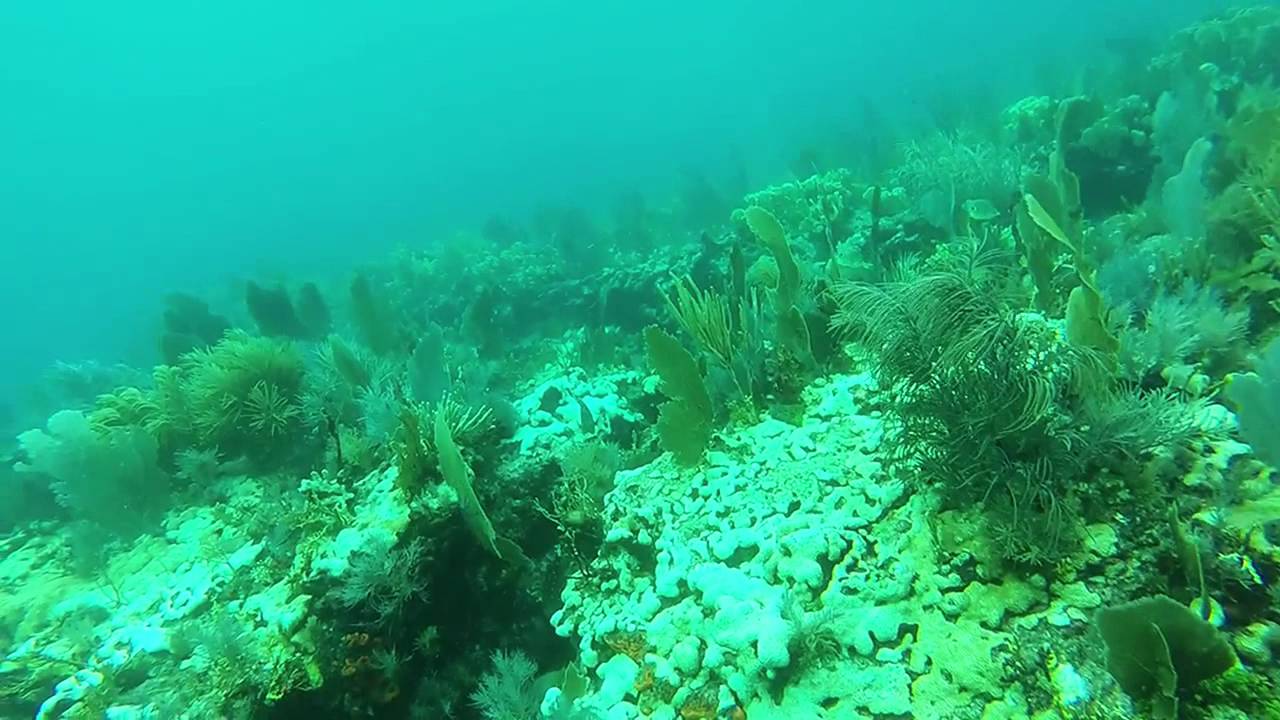 Scuba Diving - Key Largo - Fire Coral Cave - YouTube