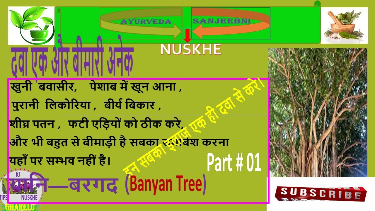 Bargad HINDI Part1 | बरगद से उपचार | बरगद दूध से उपचार | Banyan ...