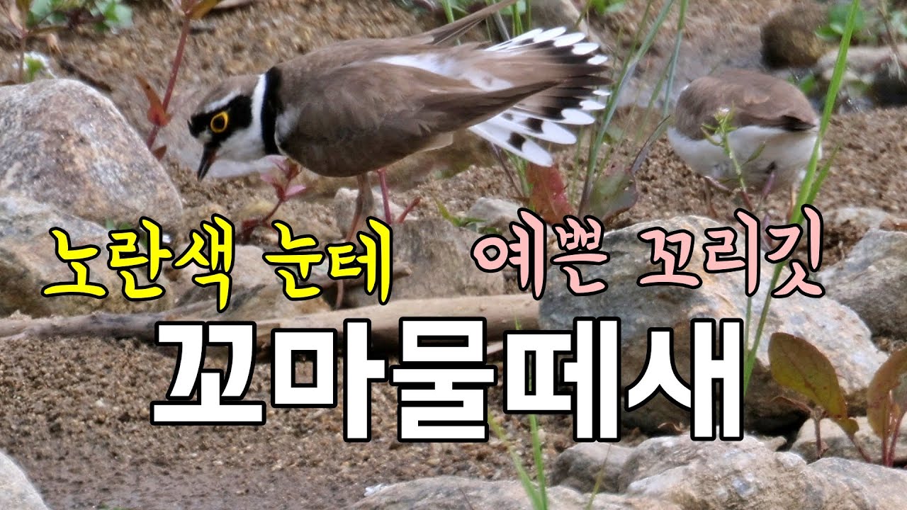 (여름철새) 하천에 울려 퍼지는 꼬마물떼새들의 울음소리ㅣLittle Ringed Plover sound - YouTube