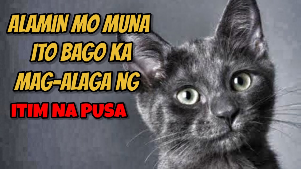 ALAMIN MO MUNA ITO BAGO KA MAG-AMPON NG ITIM NA PUSA - YouTube