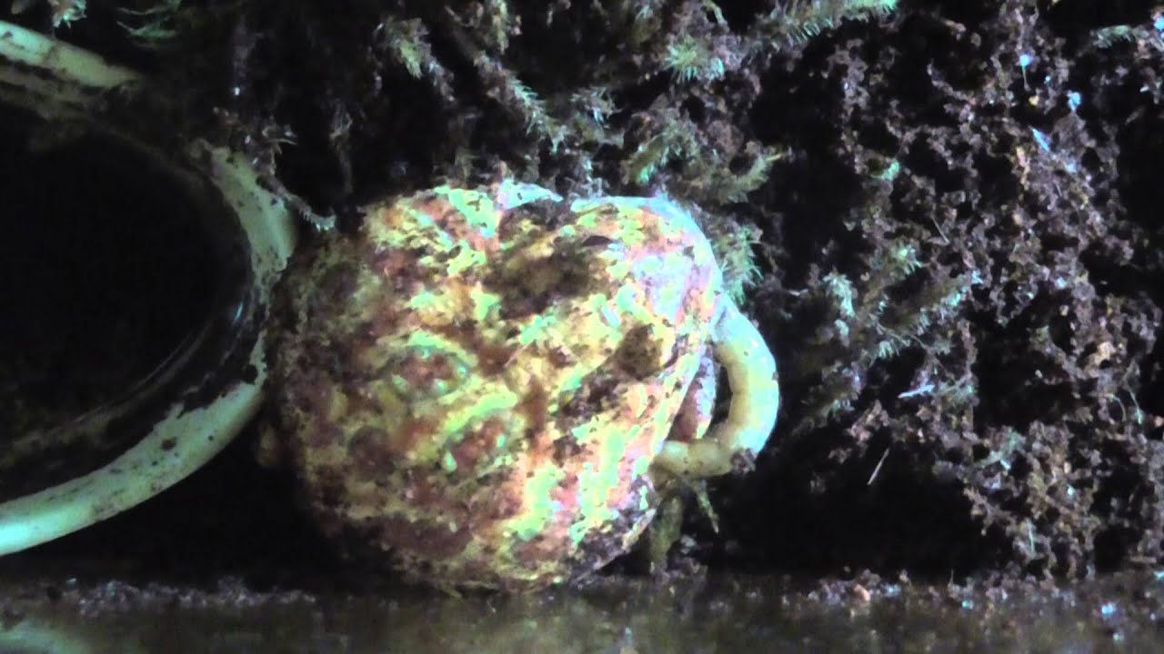 Strawberry Pacman frog munching on some superworms. - YouTube