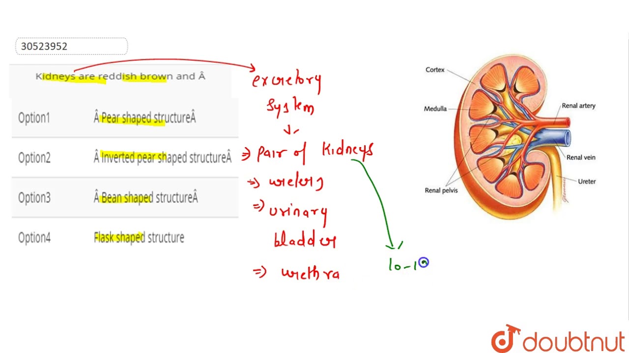 Kidneys are reddish brown and - YouTube