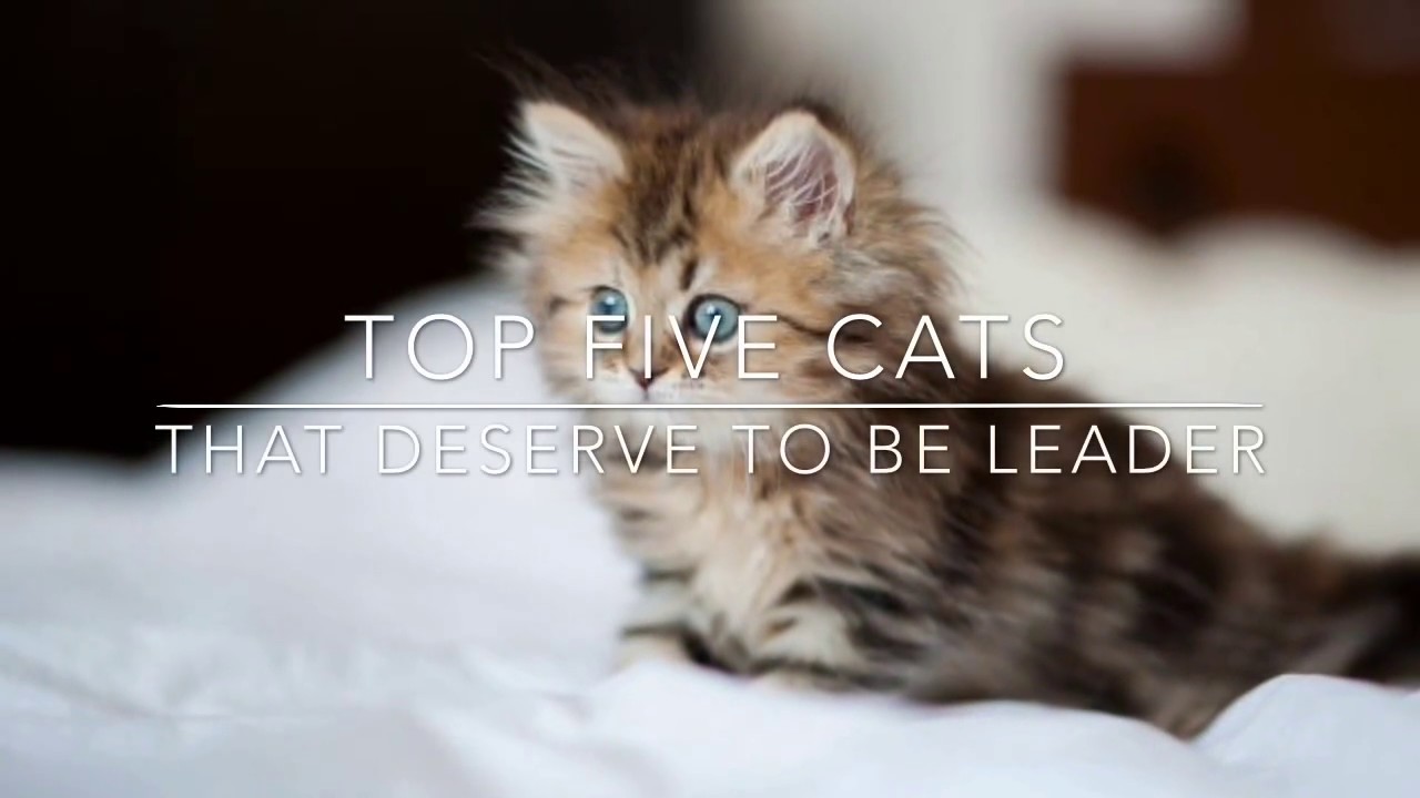 Top Five Cats that Deserve to be LEADER (READ DESCRIPTION) - YouTube