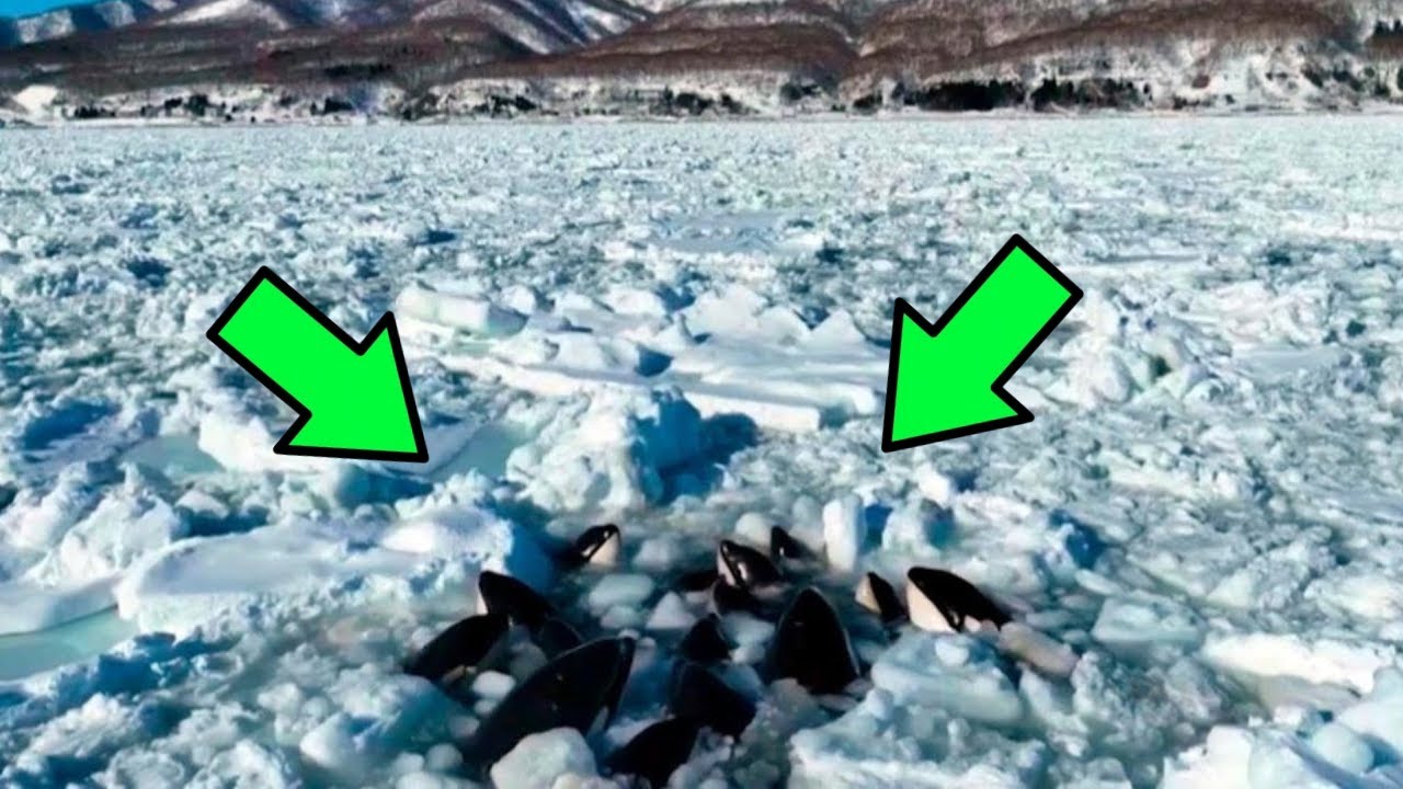 Orcas Trapped in Ice and Almost Died. Look Who Came to Save Them! - YouTube