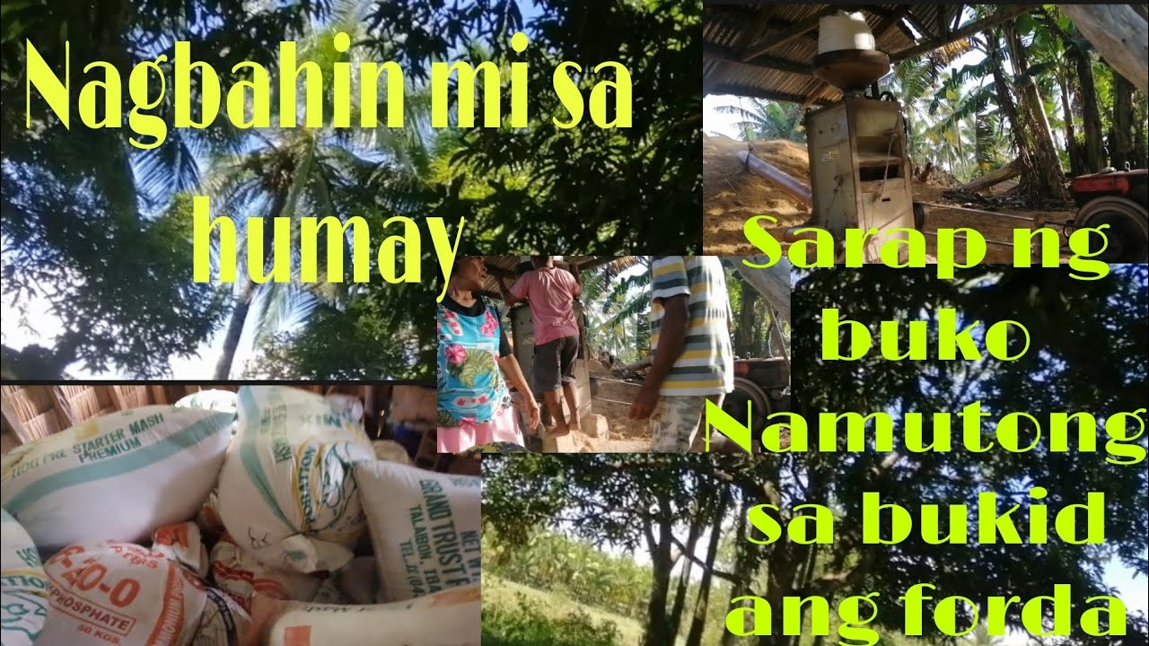 Puntang bukid para magbahin sa humay at Namutong kami - YouTube