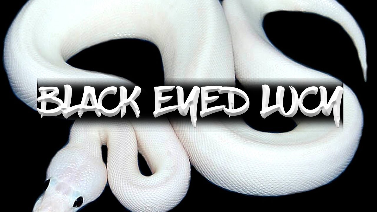 How to Make a 'Black Eyed Leucistic' Ball Python! - YouTube