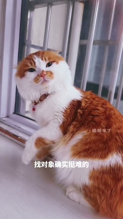 这辈子不可能找对象了反骨猫没有一口猫粮是白吃的 猫咪不服气的样子全在脸上 斤的猫斤的反骨 Youtube