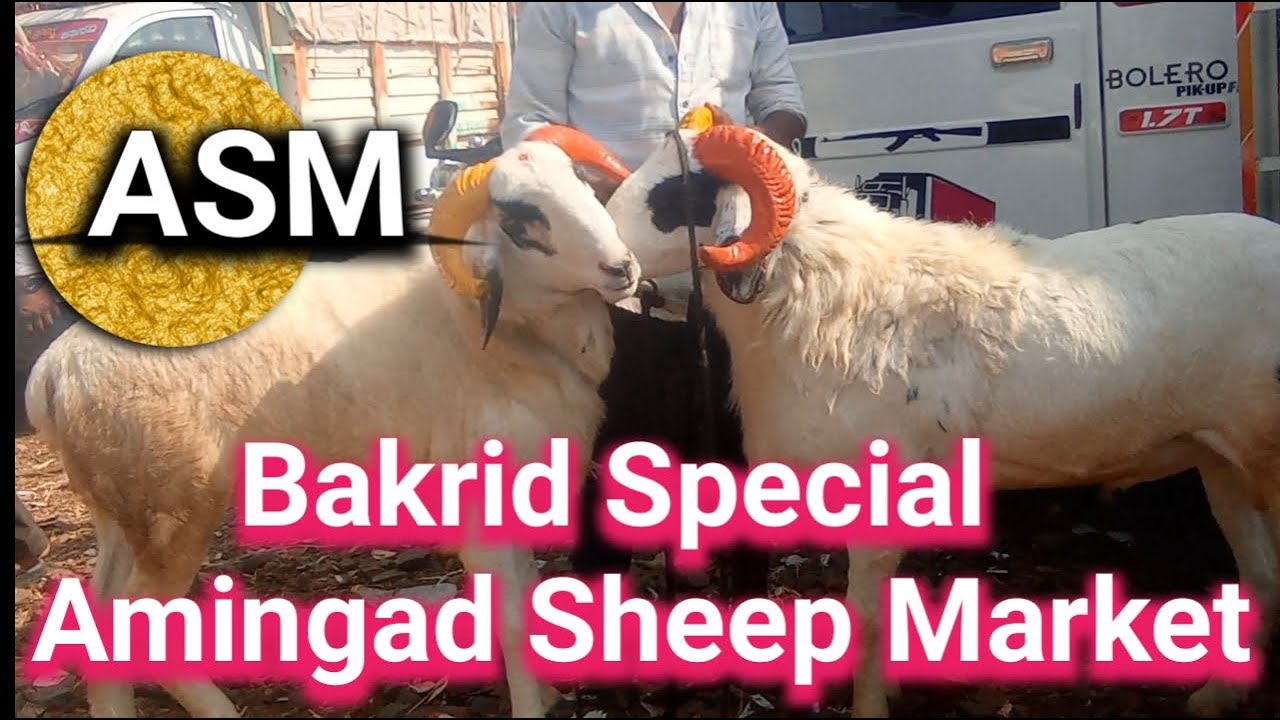 Episode -85 | Bakrid Special Sheep Market | Amingad market, Bagalkot ...