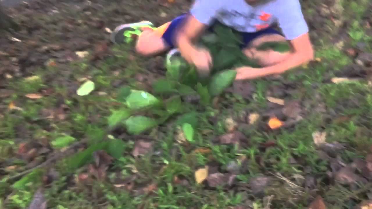 Scientific Method rap - YouTube