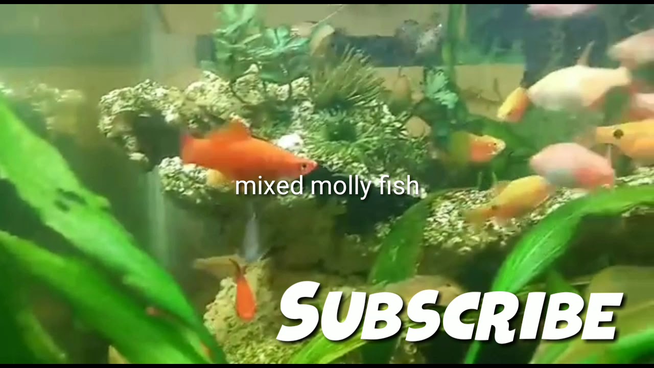 Live Aquarium fish tank - YouTube