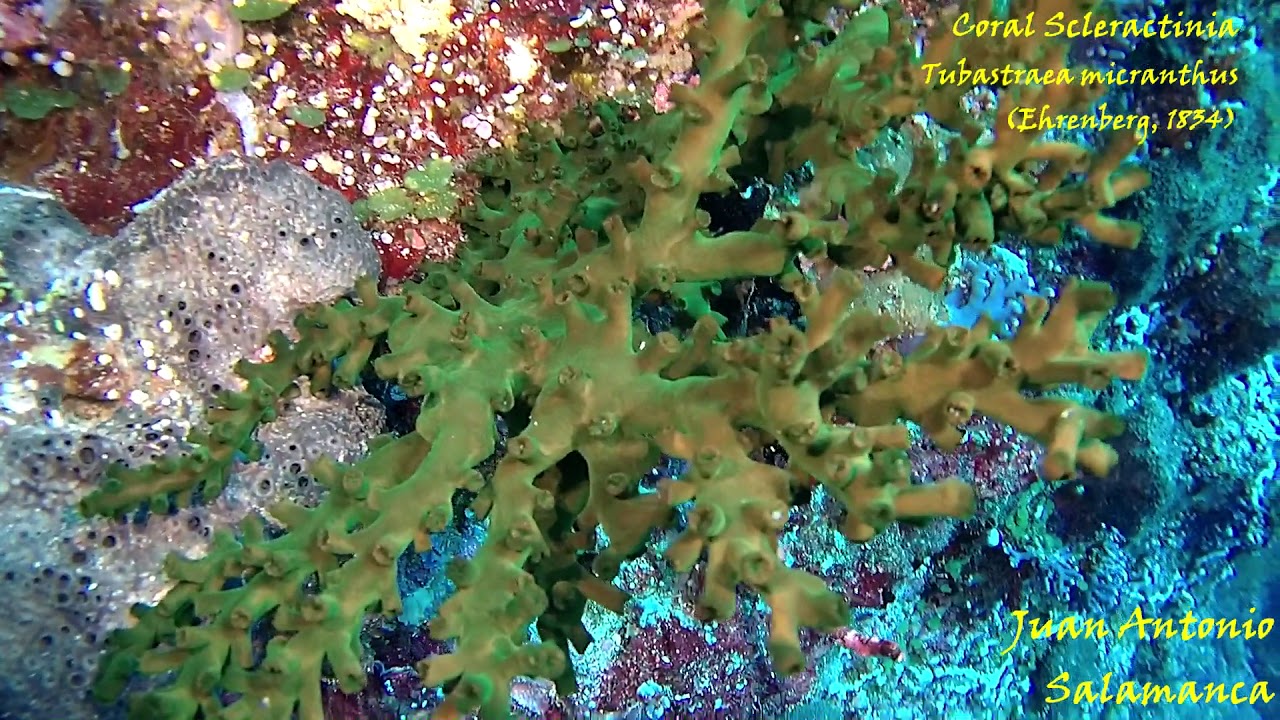 Coral Scleractinia Tubastraea micranthus Dark cup coral 1 Palau FIRMA ...