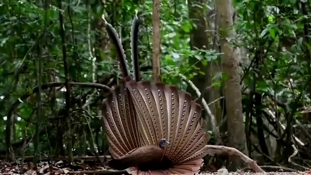 KUAW RAJA. burung cantik dengan seribu mata - YouTube