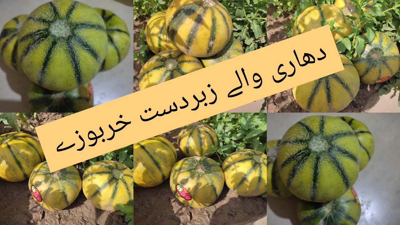 Melon | Kharboza | Pakistani Melon Varieties | - YouTube