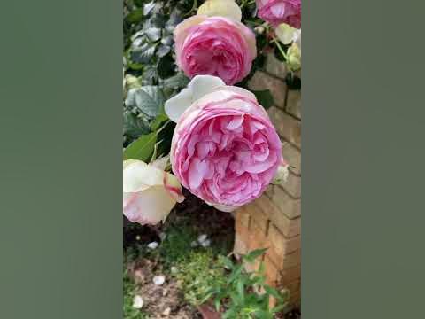 Плетистая роза «Pierre de Ronsard» /«Eden Rose 85» (Пьер де Ронсар ...
