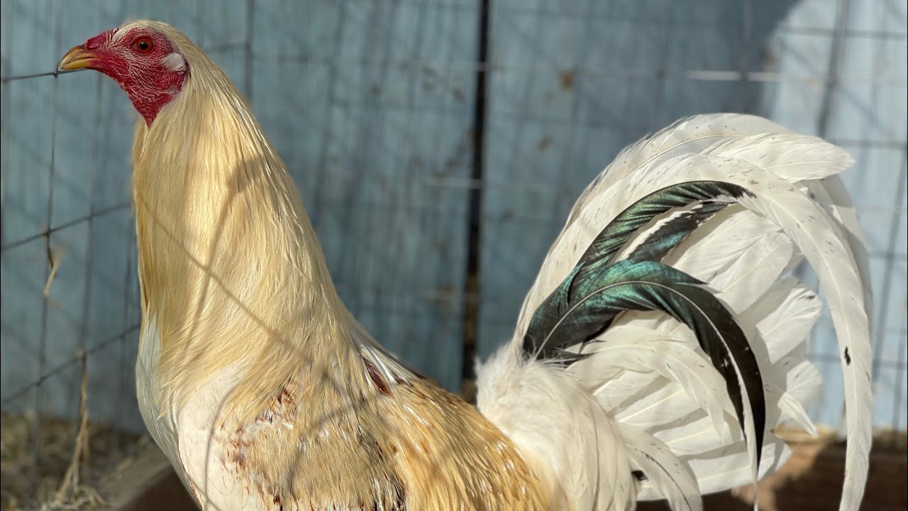 GALLOS WHITE KELSOS Y GIROS EN CRUZA - YouTube