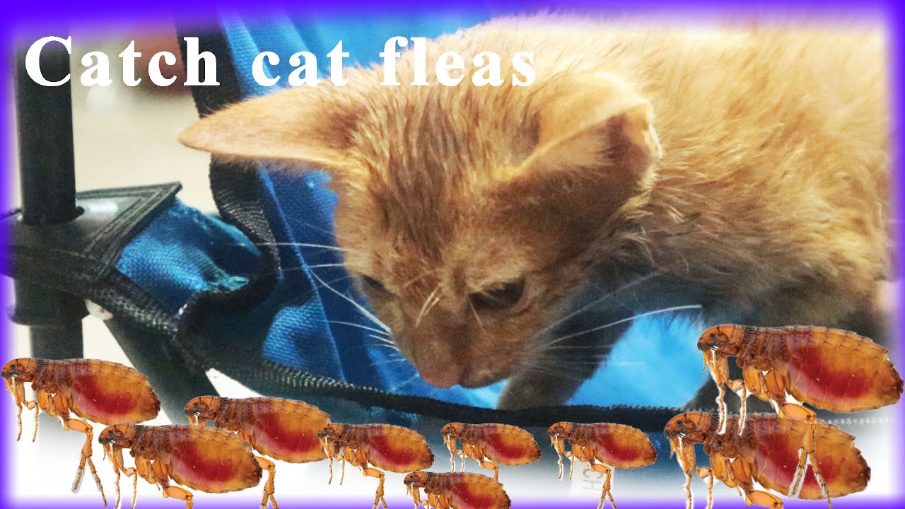 CAT FLEA | Video#29 catch cat fleas from incognito cat - YouTube