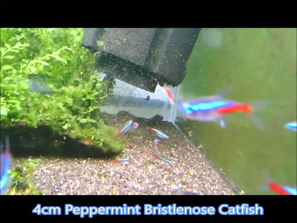 Peppermint Bristlenose Catfish 4cm, Shrimplovers Australia - YouTube