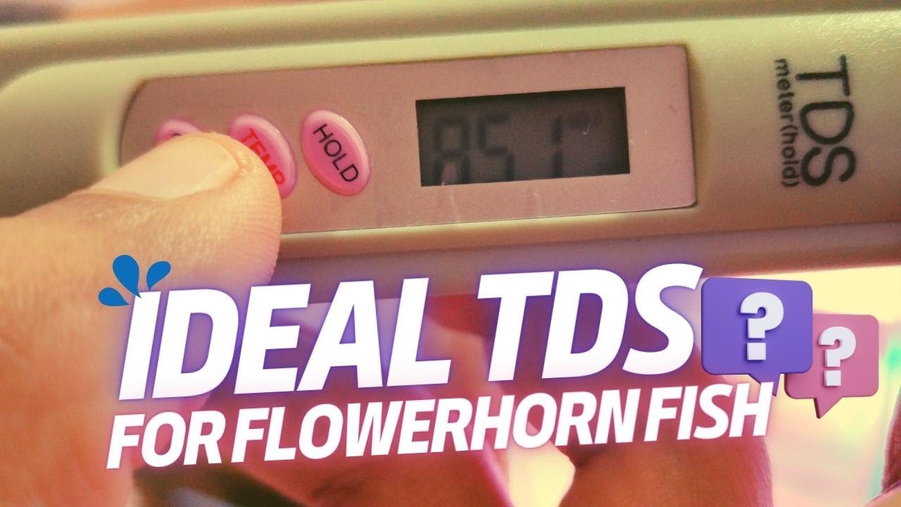 The Ideal TDS Level for Flowerhorn Fish Aquarium - Must Watch - YouTube