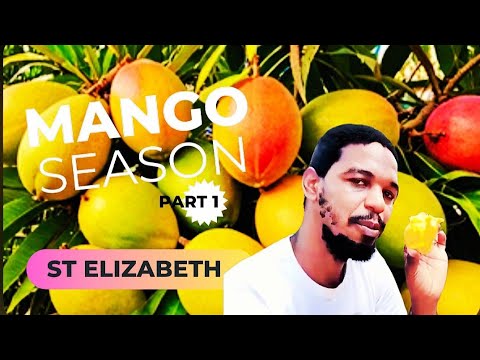 Exploring Saint Elizabeth's Big Mango Season! 🥭🌴 - YouTube