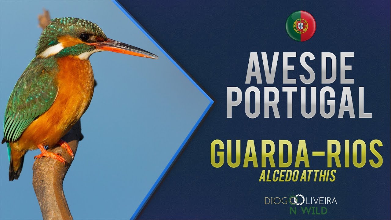 Guarda-rios (Alcedo atthis) - Aves de Portugal Ep. 2 ...