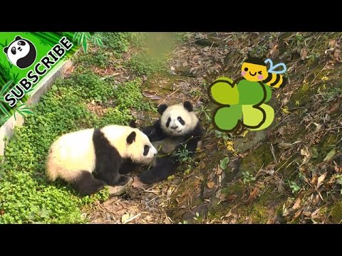 【Panda Top3】Naughty pandas chasing nanny for milk - YouTube