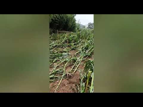 julor ki jingthung jingtep  ba jur palad u slap