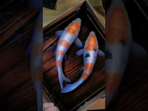 Reçine Sanatında 3D Mucize! 🐟 Koi Balığı ile Derinlikli Tasarım