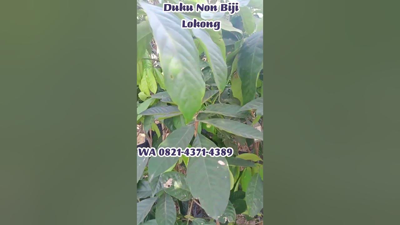 Pohon Duku Non Biji Tinggi 15 Meter Siap Berbuah Youtube