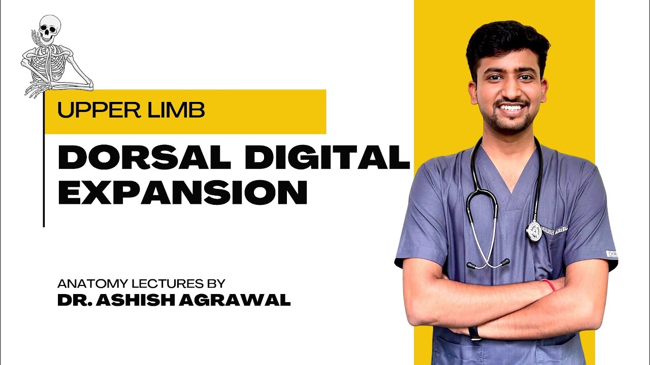 Dorsal Digital Expansion || Upper Limb Anatomy || First Year MBBS ...