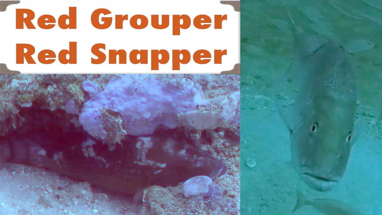 Red Grouper and Red Snapper - Destin, Florida - YouTube