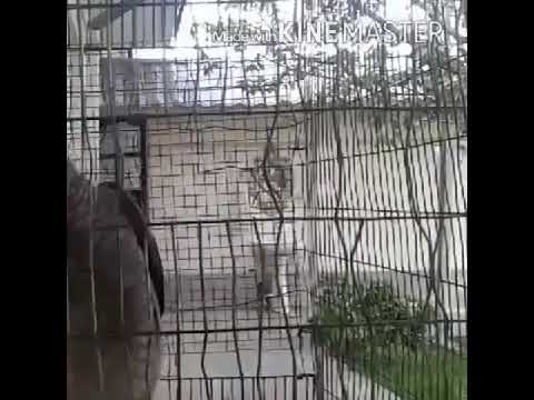 Субханаллах