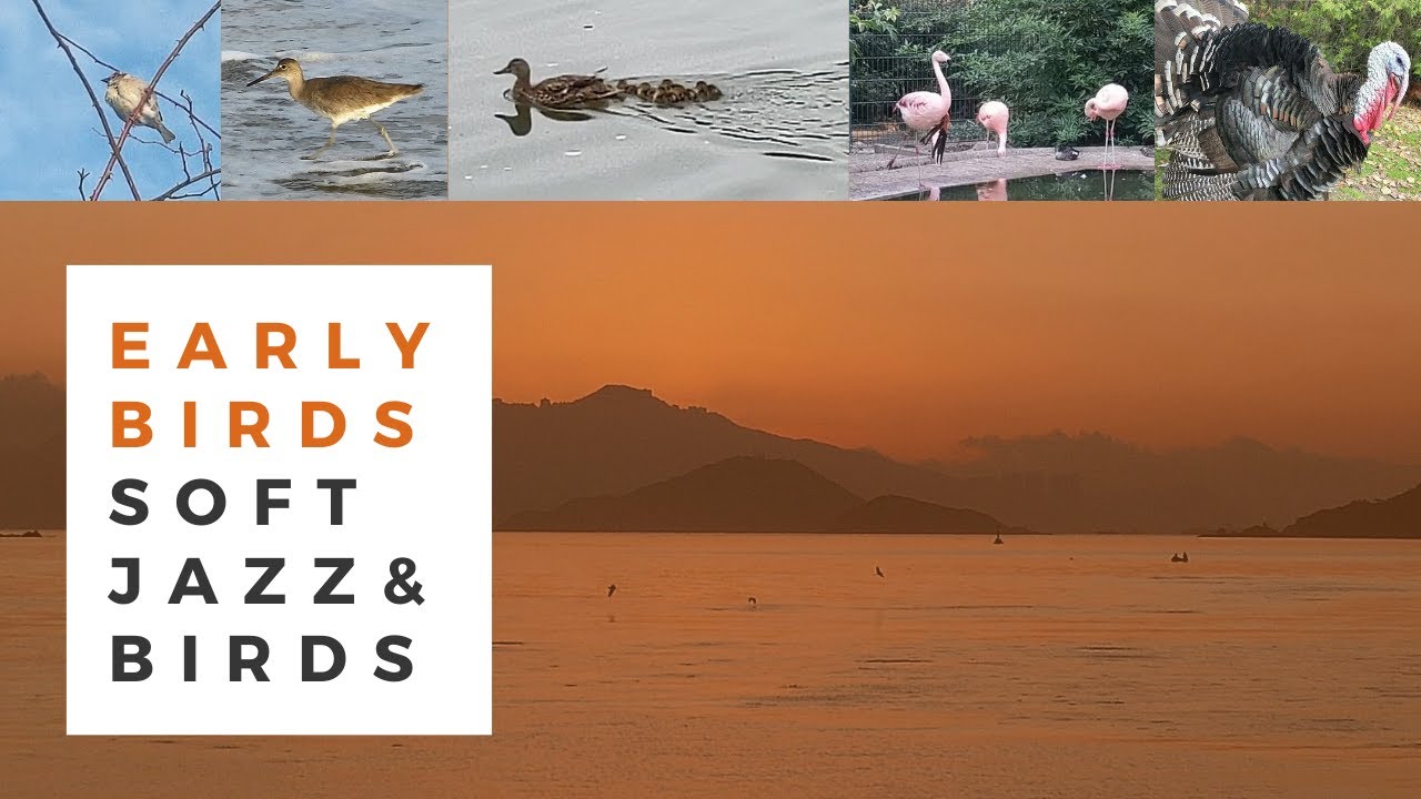 Early Birds - soft, upbeat, relaxing jazz piano music with bird sounds ...