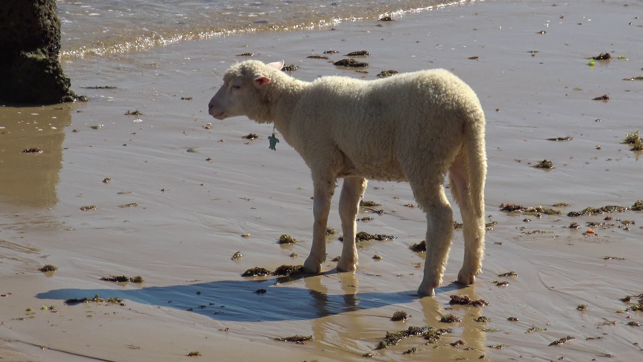 The sheep on the beach - YouTube