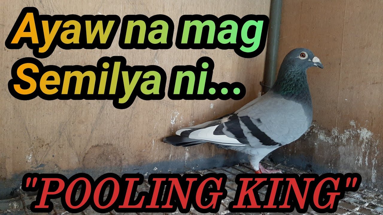Ayaw na mag semilya ni "Pooling King" 😫 Ano ang mabisang gamot? - YouTube