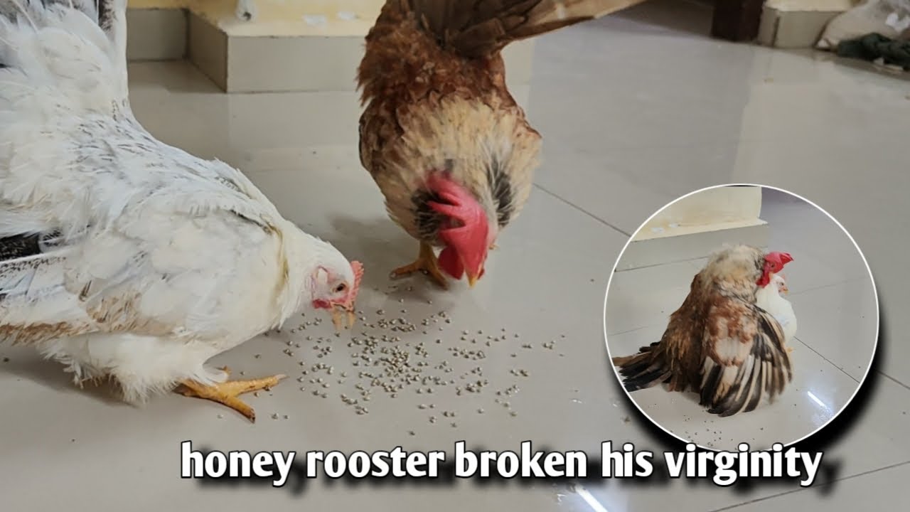 My honey rooster broken his varginity with his girlfriend so proud ...