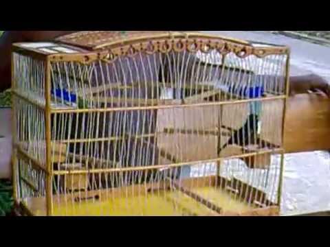 Trinidad bullfinch Bushman - YouTube