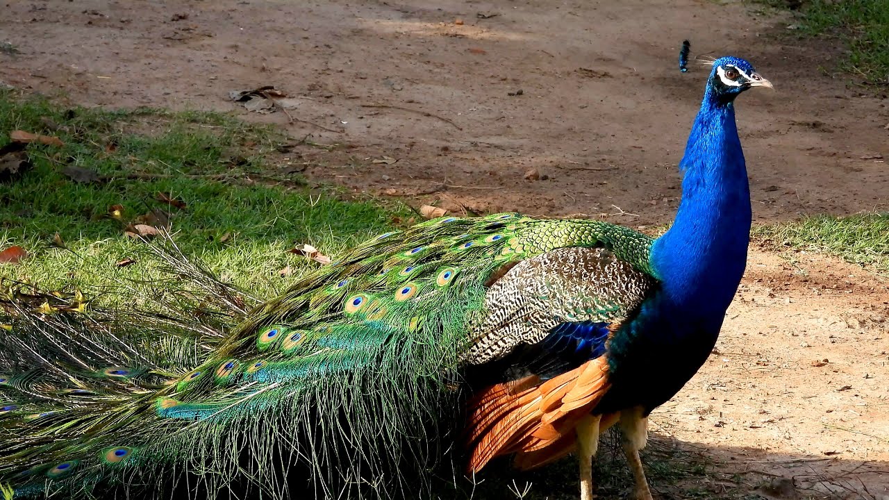 Peacock cat sounds | meow meow by cats - peacocks - YouTube