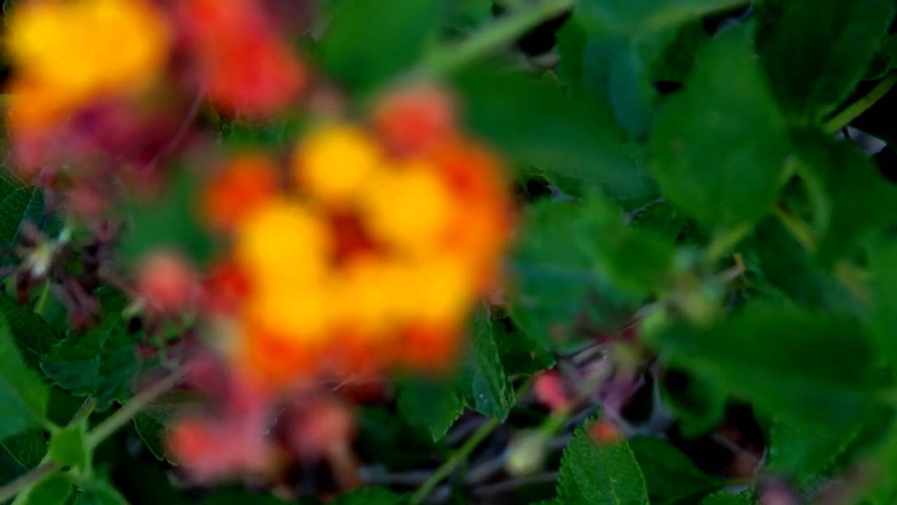 Sony Alpha α57 Test Footage; This is the Real Deal