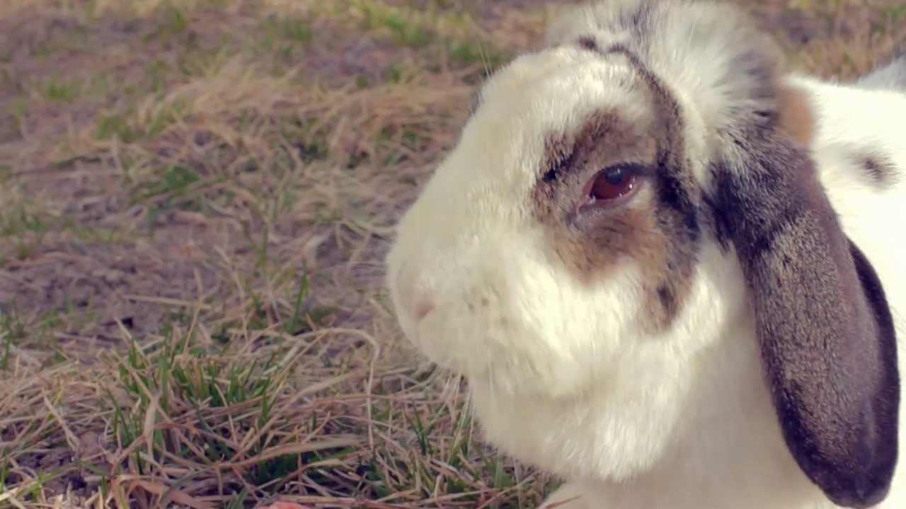 Roaming Rabbit - YouTube