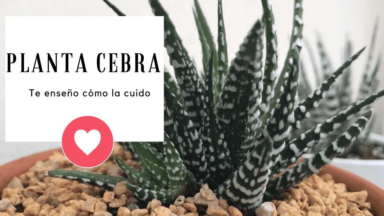 Cómo CUIDAR la Planta Cebra / Haworthia Fasciata 👩‍🌾 Cuidados y ...