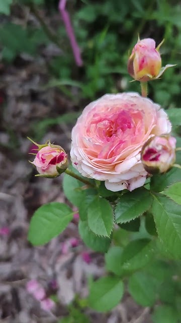 РОЗА🌹 ДЖОРДЖ ДЕНЖАН (?) - YouTube