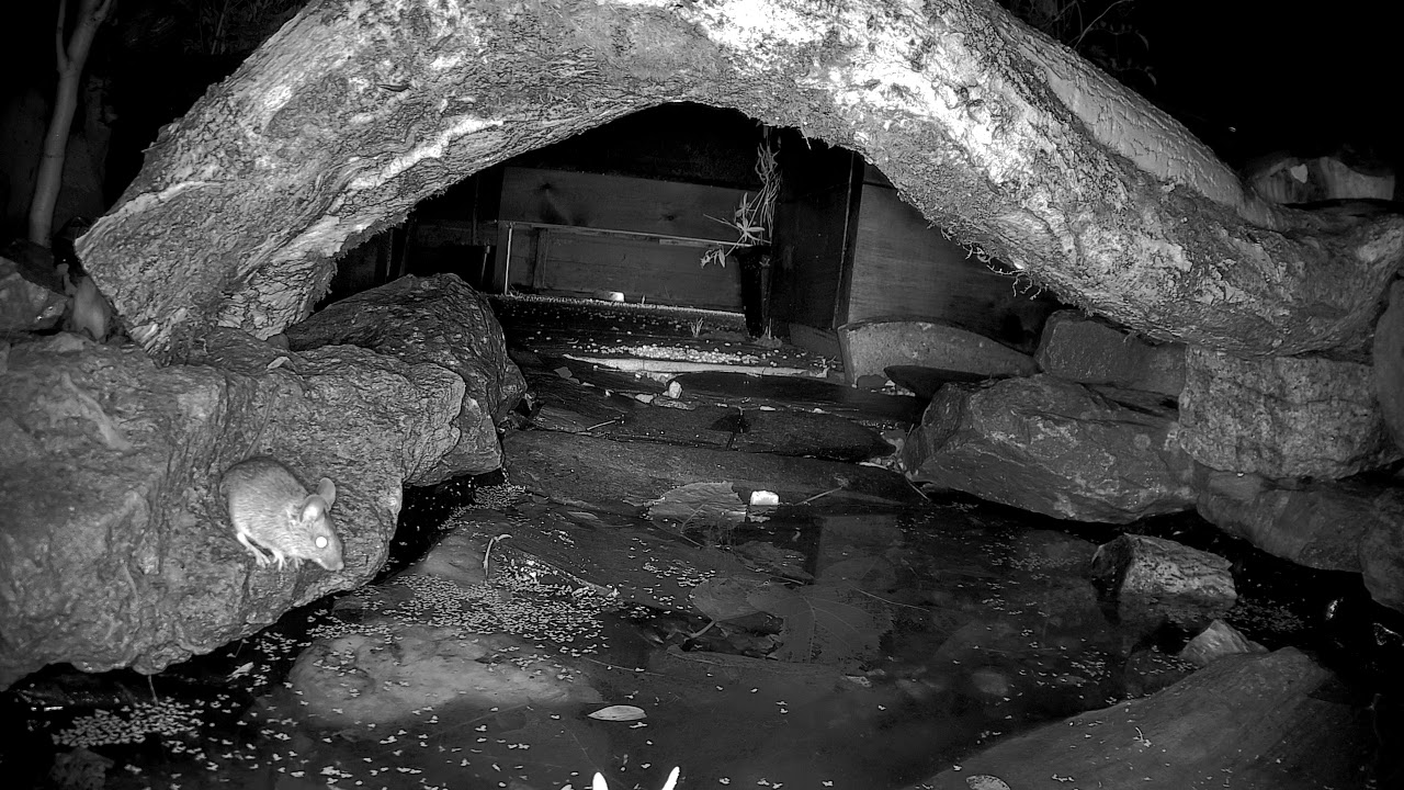 Pond 3 YouTube pond-3-youtube