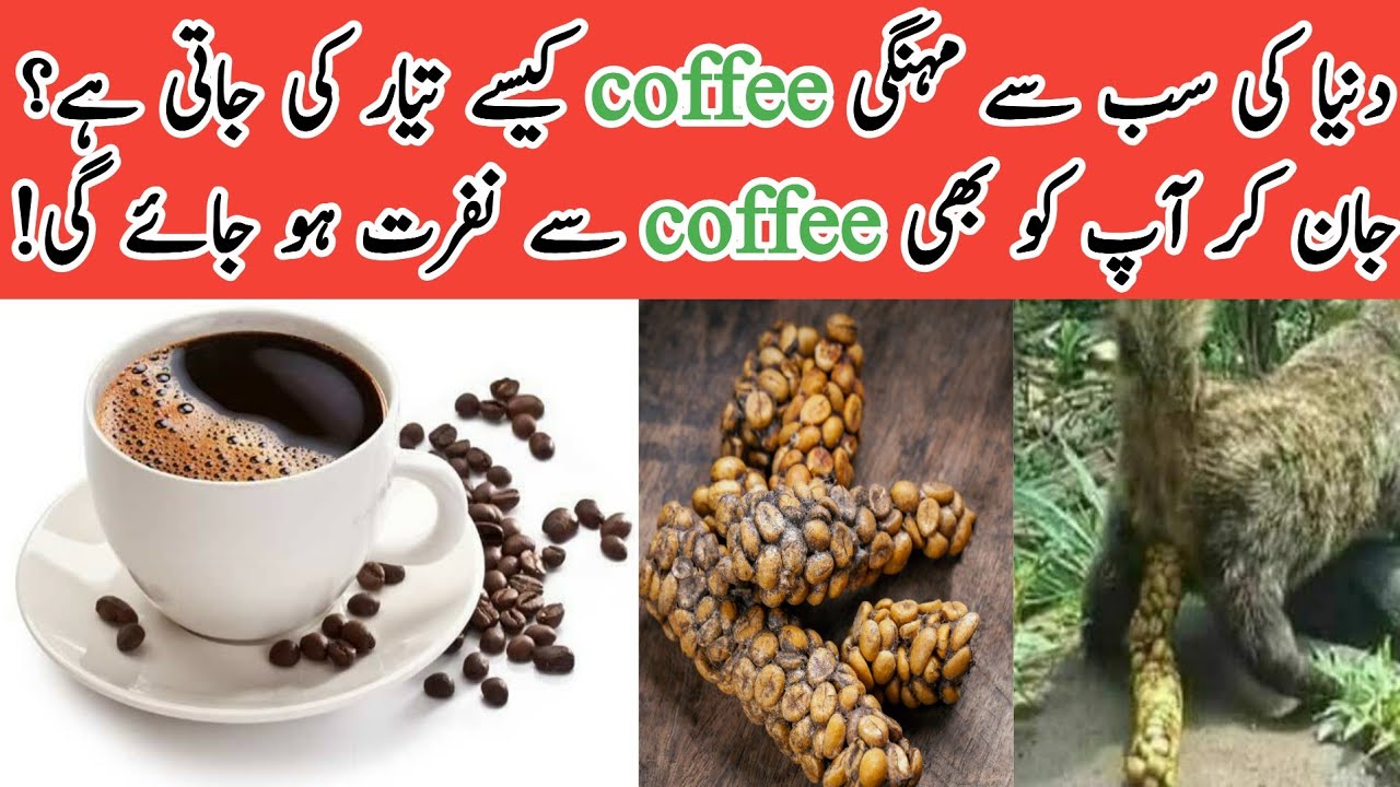 facts-about-world-s-most-expensive-coffee-world-s-most-expensive-cup