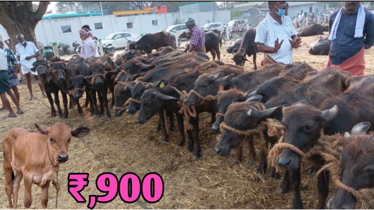 പൊള്ളാച്ചി കന്നുകാലി ചന്ത Pollachi Cattle Market buffalo market in ...