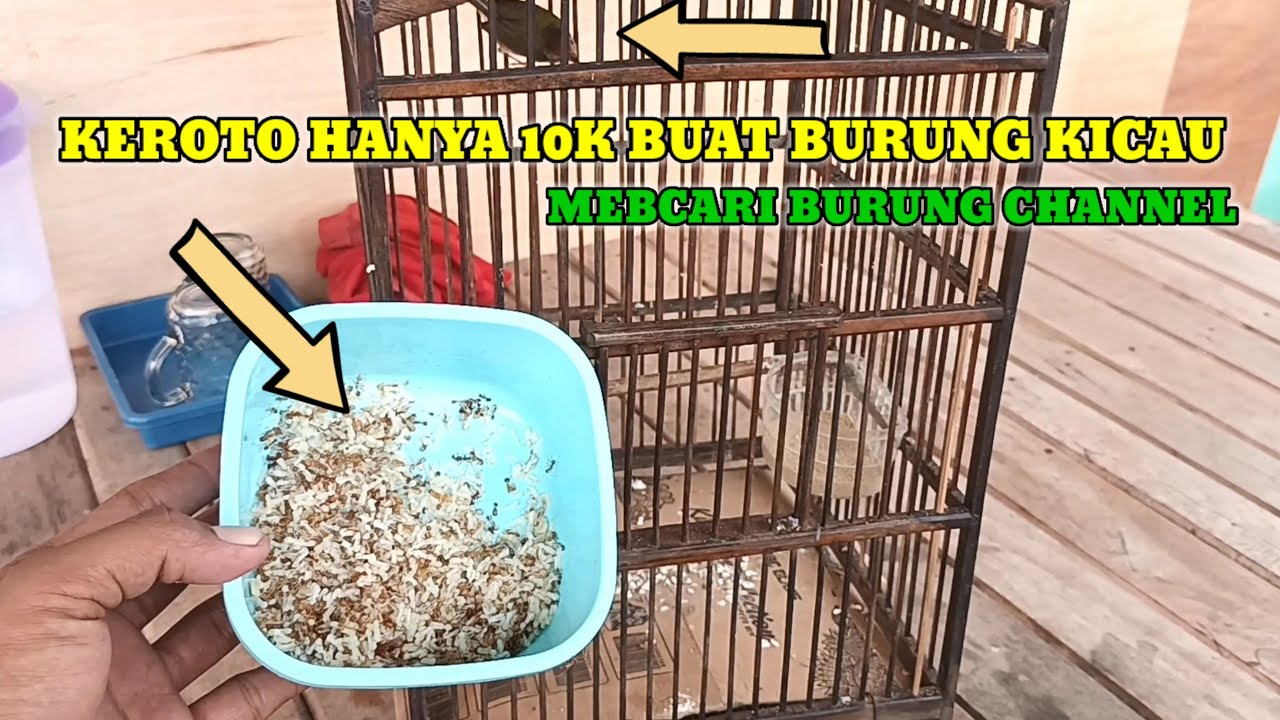 kroto buat pakan burung kicau - mencari burung , sarang burung , mikat ...