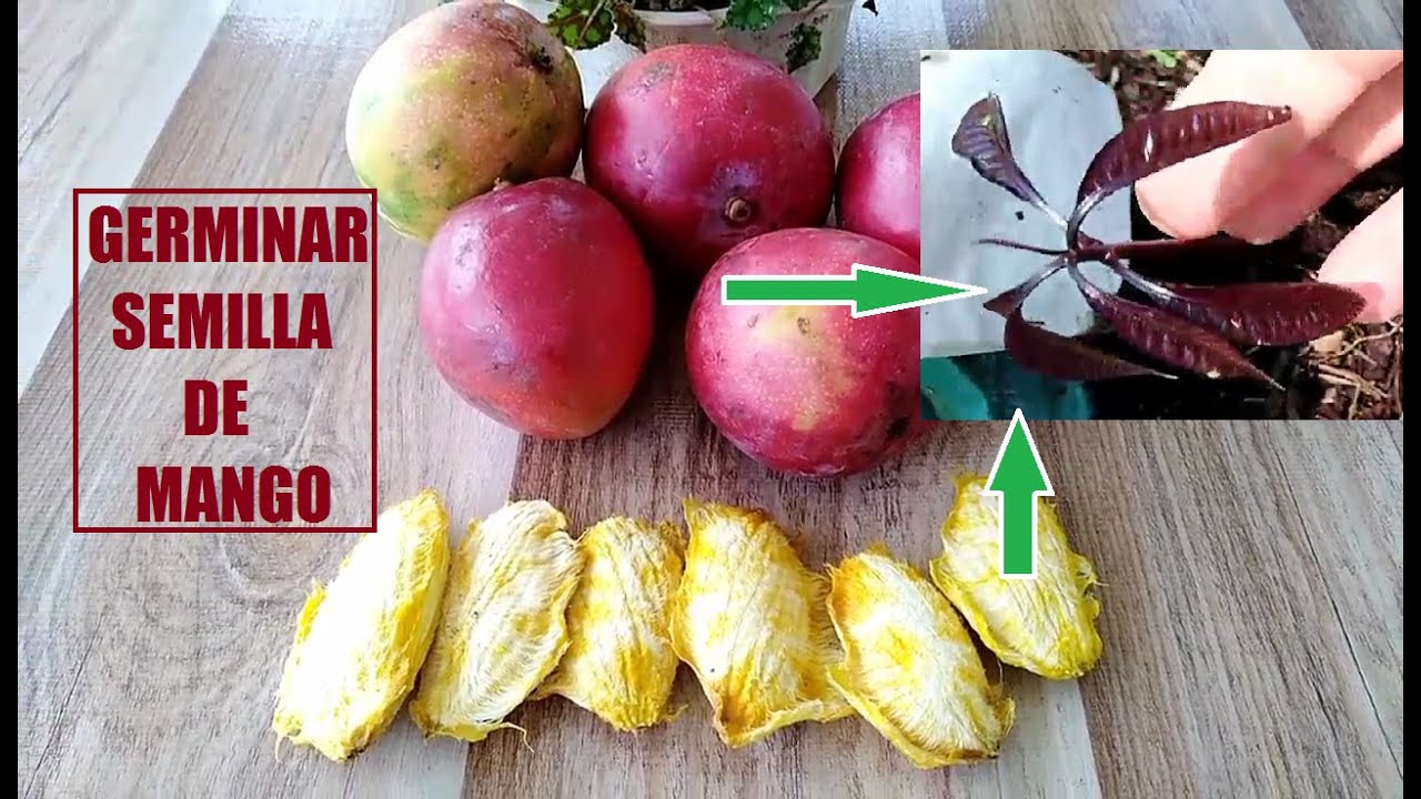 6-¿CÓMO GERMINAR SEMILLA DE MANGO? / CON ÉXITO | #ElHuertodeCasa - YouTube