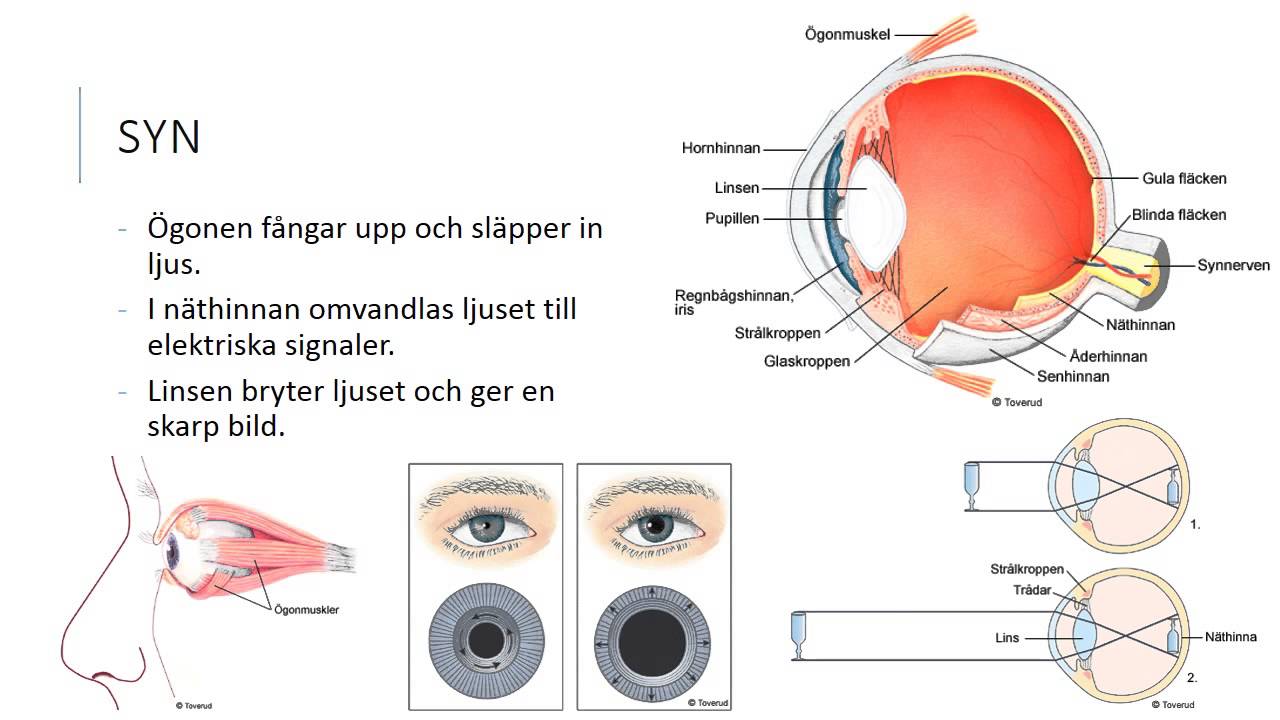 Sinnesorgan del 1 - YouTube