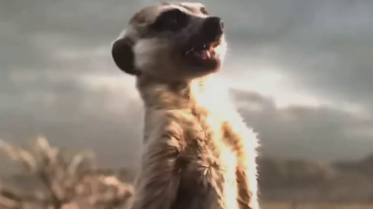 THE LION KING 2019 Timon dinner is served scene (funny😂) - YouTube